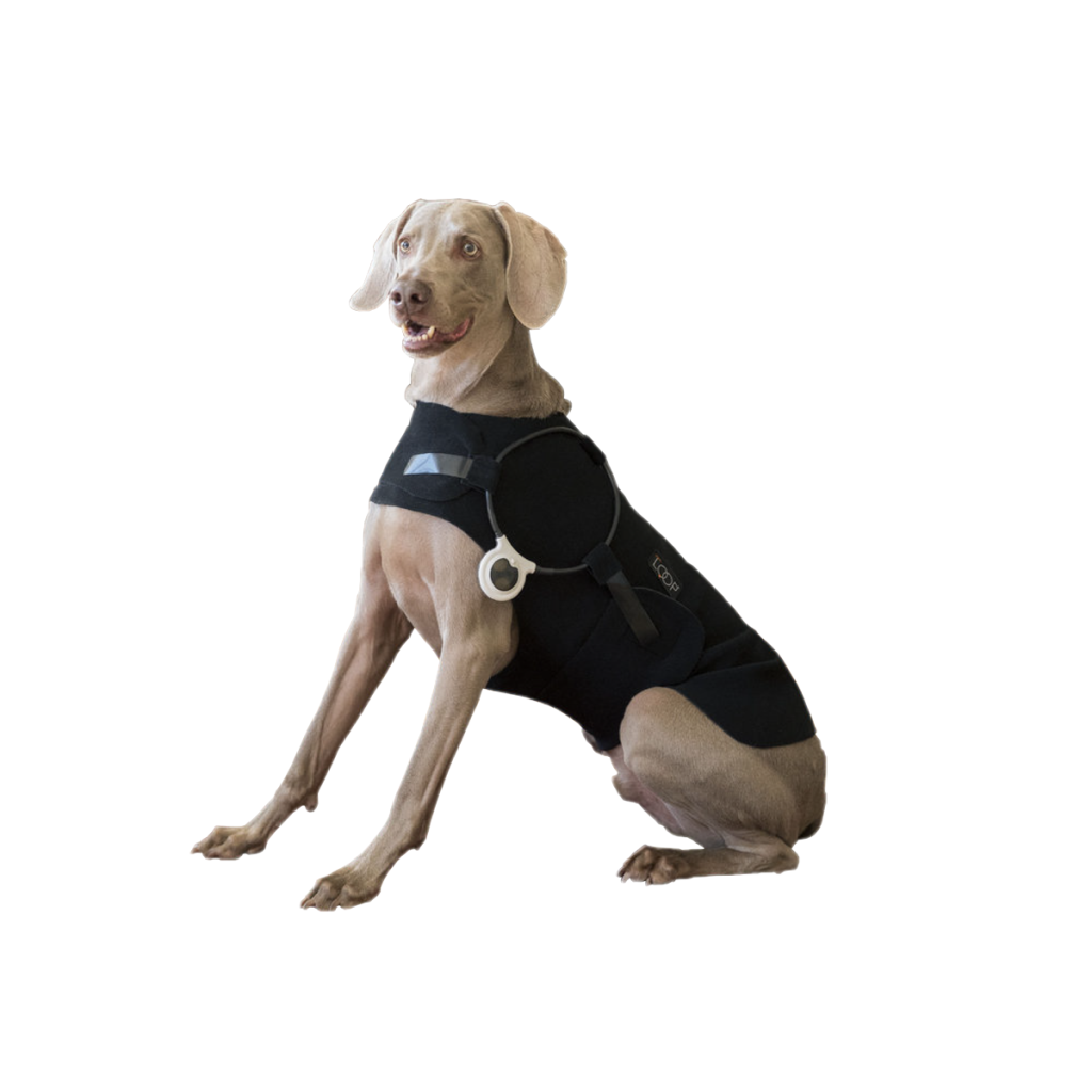 Assisi Loop-aid Torso Wrap - Long | DLC